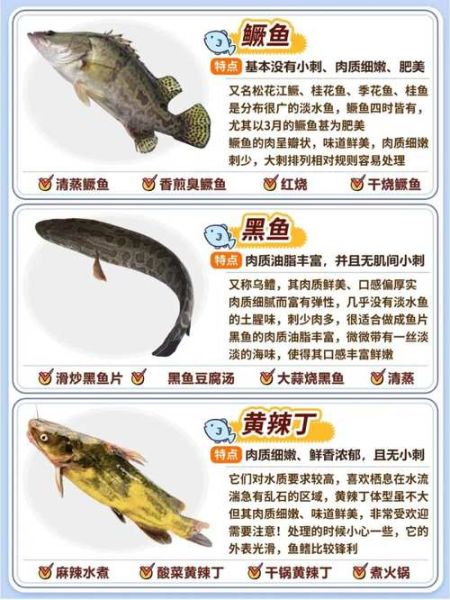 常见淡水鱼种类有哪些_如何区分观赏鱼与食用鱼-第3张图片-山城妙识 常见淡水鱼种类有哪些_如何区分观赏鱼与食用鱼-第3张图片-山城妙识