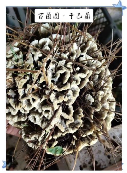 干巴菌的功效与作用_干巴菌怎么吃最营养-第2张图片-山城妙识