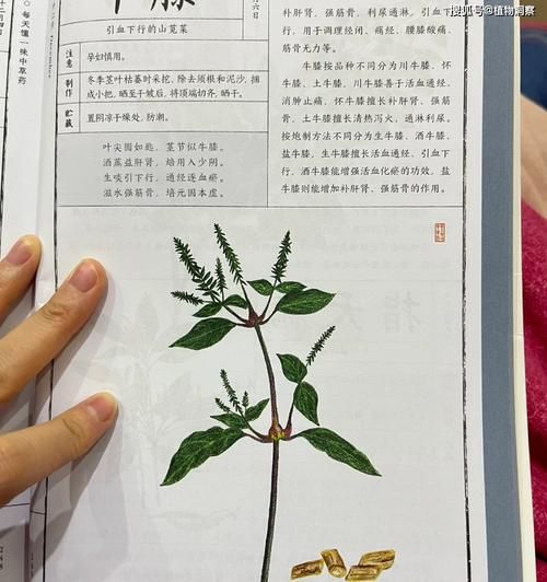牛膝的功效与作用_牛膝适合什么人吃-第1张图片-山城妙识 牛膝的功效与作用_牛膝适合什么人吃-第1张图片-山城妙识