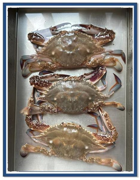 活梭子蟹蒸多长时间_蒸多久才熟-第1张图片-山城妙识