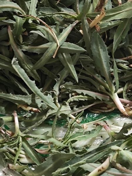 小苦菜图片_小苦菜长什么样-第2张图片-山城妙识