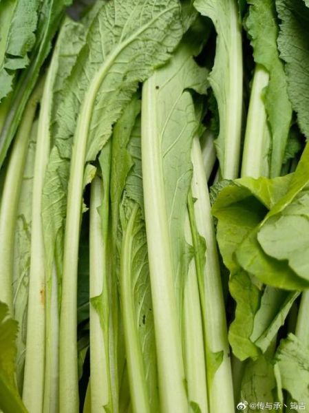 小苦菜图片_小苦菜长什么样-第1张图片-山城妙识