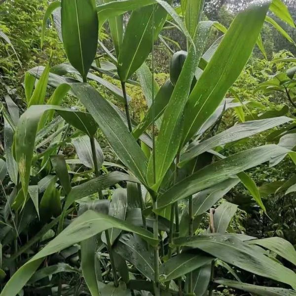 粽子叶怎么选_粽子叶哪种最好吃-第3张图片-山城妙识