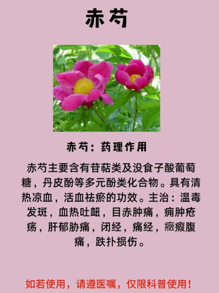 赤芍的功效与作用用量_赤芍一天吃多少克合适-第1张图片-山城妙识 赤芍的功效与作用用量_赤芍一天吃多少克合适-第1张图片-山城妙识