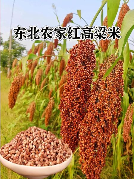 红高粱米怎么煮_红高粱米图片大全-第1张图片-山城妙识