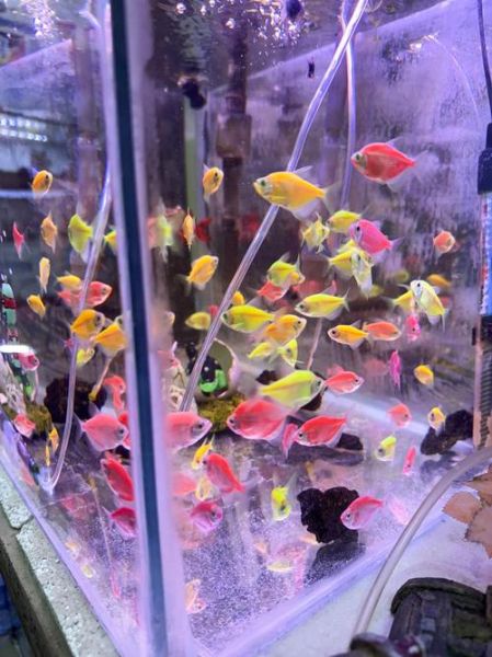 小丑鱼怎么养_小丑鱼能和什么鱼混养-第3张图片-山城妙识