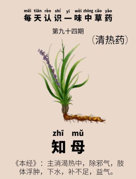 知母的功效与作用_知母能降血糖吗-第1张图片-山城妙识