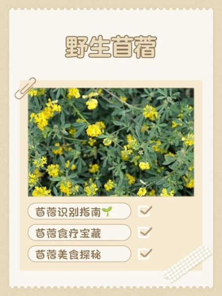 野菜苜蓿的功效与作用_苜蓿怎么吃最好-第1张图片-山城妙识