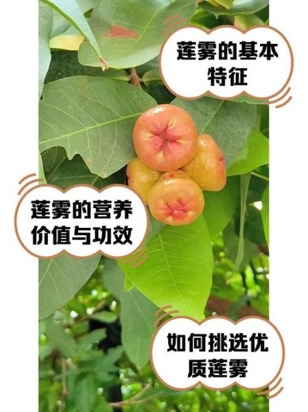 莲雾果一天吃几个合适_莲雾果的正确吃法-第2张图片-山城妙识 莲雾果一天吃几个合适_莲雾果的正确吃法-第2张图片-山城妙识