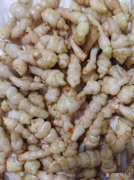 地参虫草图片_如何辨别真假-第3张图片-山城妙识