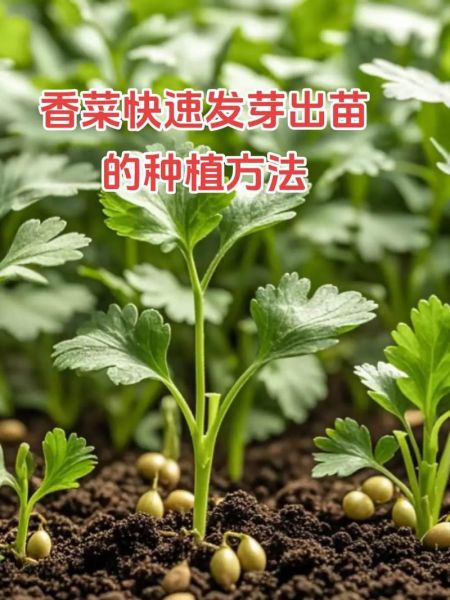 香菜怎么种才能出苗快_香菜种植技术及管理-第1张图片-山城妙识