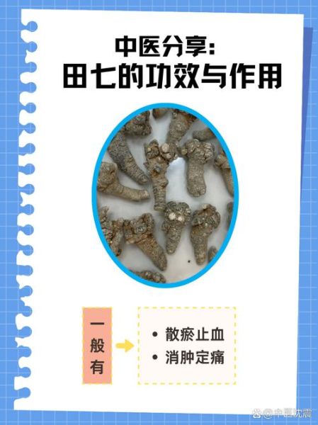 三七的功效与作用_三七的副作用有哪些-第1张图片-山城妙识 三七的功效与作用_三七的副作用有哪些-第1张图片-山城妙识