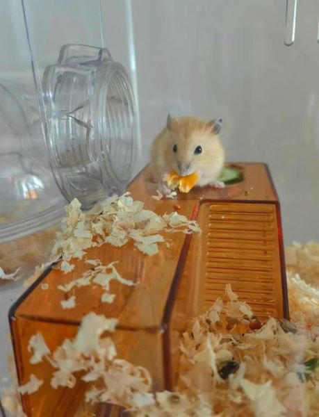 布丁鼠图片怎么拍_布丁鼠图片高清下载-第1张图片-山城妙识