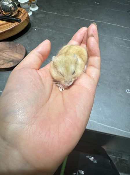 布丁鼠图片怎么拍_布丁鼠图片高清下载-第2张图片-山城妙识