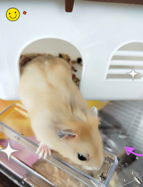 布丁鼠图片怎么拍_布丁鼠图片高清下载-第3张图片-山城妙识