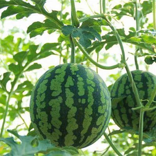 晒干的西瓜皮怎么做好吃_西瓜皮干的做法大全-第3张图片-山城妙识 晒干的西瓜皮怎么做好吃_西瓜皮干的做法大全-第3张图片-山城妙识