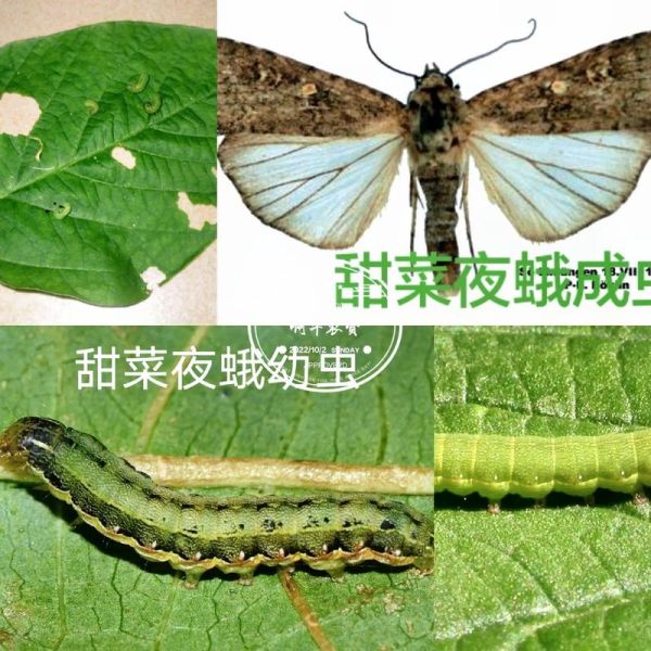 甜菜夜蛾幼虫长什么样_如何识别甜菜夜蛾幼虫-第2张图片-山城妙识