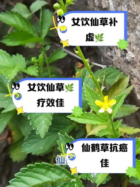 女人吃仙草有什么好处_仙草对女性有哪些功效-第2张图片-山城妙识 女人吃仙草有什么好处_仙草对女性有哪些功效-第2张图片-山城妙识