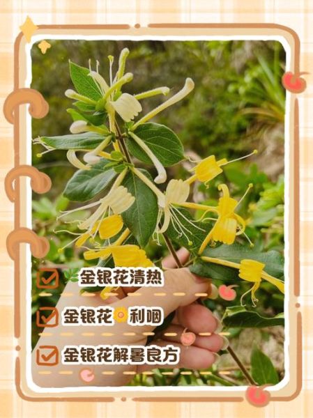 金银花泡水的作用与功效_金银花泡水能天天喝吗-第2张图片-山城妙识 金银花泡水的作用与功效_金银花泡水能天天喝吗-第2张图片-山城妙识