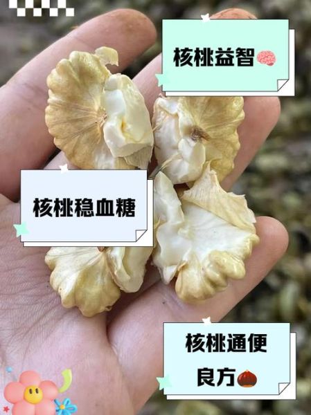 野核桃的功效与作用_野核桃怎么吃最健康-第3张图片-山城妙识 野核桃的功效与作用_野核桃怎么吃最健康-第3张图片-山城妙识