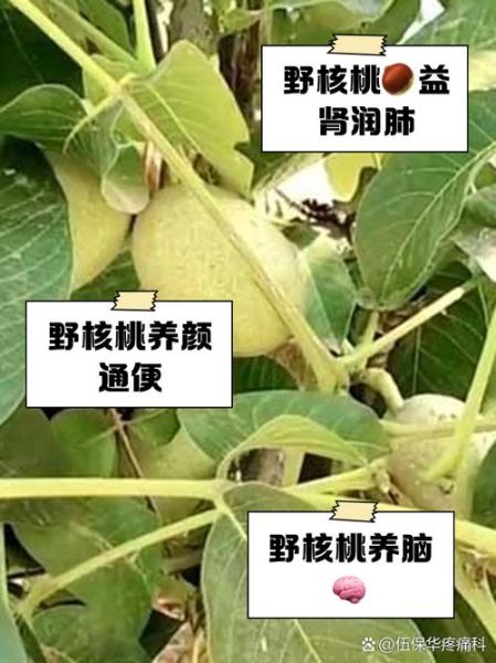 野核桃的功效与作用_野核桃怎么吃最健康-第1张图片-山城妙识 野核桃的功效与作用_野核桃怎么吃最健康-第1张图片-山城妙识