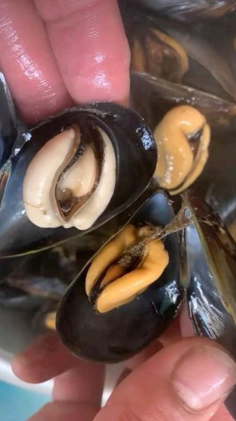 海虹太像女人_为什么让人产生错觉-第1张图片-山城妙识