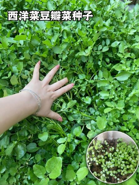 豆瓣菜怎么做好吃_豆瓣菜的营养价值-第1张图片-山城妙识 豆瓣菜怎么做好吃_豆瓣菜的营养价值-第1张图片-山城妙识