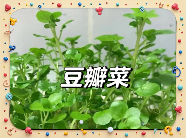 豆瓣菜怎么做好吃_豆瓣菜的营养价值-第3张图片-山城妙识 豆瓣菜怎么做好吃_豆瓣菜的营养价值-第3张图片-山城妙识