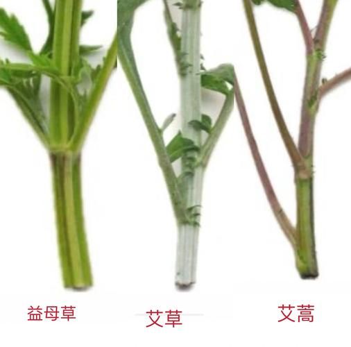 艾蒿是什么_艾蒿和艾草的区别-第3张图片-山城妙识 艾蒿是什么_艾蒿和艾草的区别-第3张图片-山城妙识