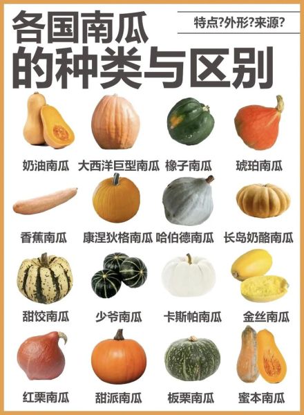 南瓜怎么保存不会坏_南瓜品种大全及名称-第2张图片-山城妙识 南瓜怎么保存不会坏_南瓜品种大全及名称-第2张图片-山城妙识