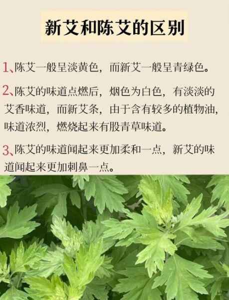 艾叶的功效与作用及食用方法_艾叶怎么吃最好-第2张图片-山城妙识 艾叶的功效与作用及食用方法_艾叶怎么吃最好-第2张图片-山城妙识