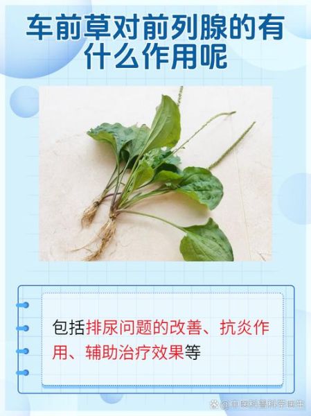 车前草长什么样_车前草的功效与作用-第2张图片-山城妙识