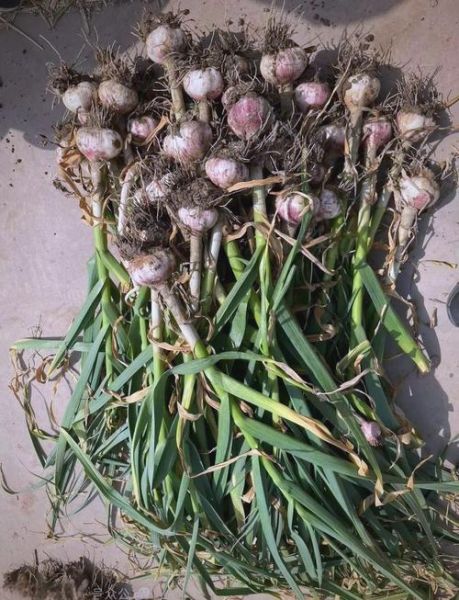 大蒜种植成本多少钱一亩_大蒜种植成本明细表-第3张图片-山城妙识