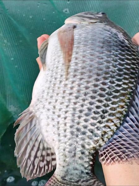 罗非鱼多少钱一斤2021_2021年罗非鱼价格走势-第1张图片-山城妙识