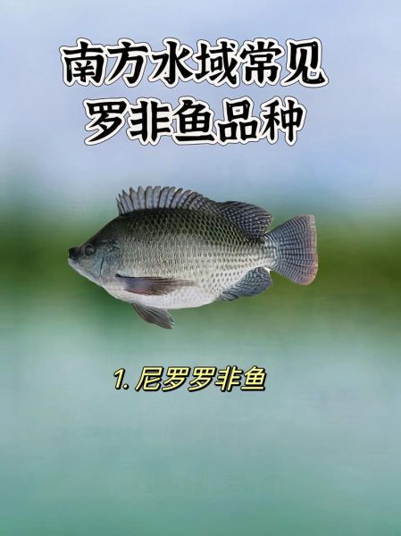 罗非鱼多少钱一斤2021_2021年罗非鱼价格走势-第3张图片-山城妙识