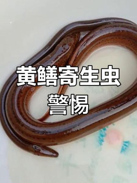黄鳝寄生虫怎么处理_高温能杀死吗-第3张图片-山城妙识