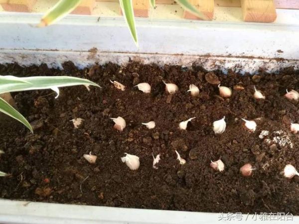 种大蒜多久发芽_阳台种大蒜全过程-第3张图片-山城妙识