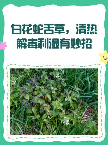 白花蛇草的功效与作用_白花蛇草怎么泡水喝-第1张图片-山城妙识 白花蛇草的功效与作用_白花蛇草怎么泡水喝-第1张图片-山城妙识