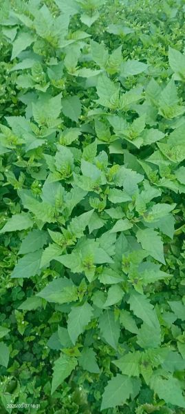 野生白花菜长什么样_野生白花菜能吃吗-第2张图片-山城妙识 野生白花菜长什么样_野生白花菜能吃吗-第2张图片-山城妙识