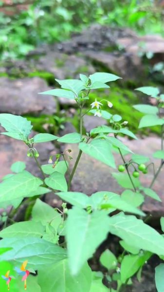 野生白花菜长什么样_野生白花菜能吃吗-第1张图片-山城妙识 野生白花菜长什么样_野生白花菜能吃吗-第1张图片-山城妙识