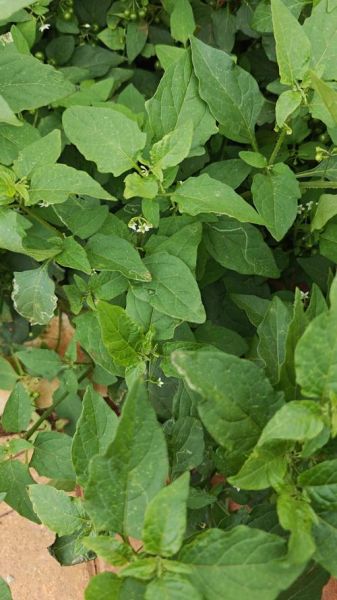 野生白花菜长什么样_野生白花菜能吃吗-第3张图片-山城妙识 野生白花菜长什么样_野生白花菜能吃吗-第3张图片-山城妙识