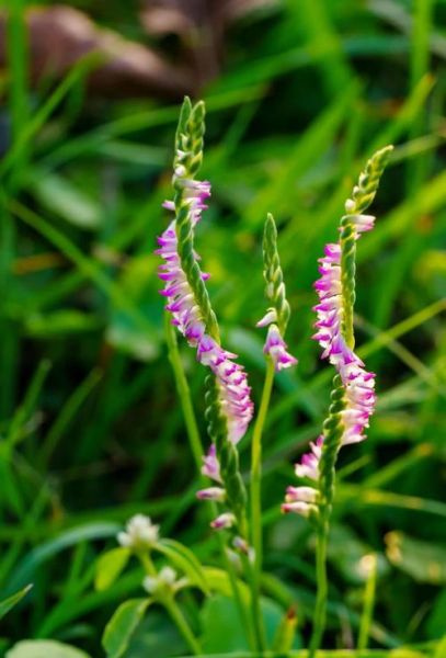 清明草图片大全_清明草长什么样-第3张图片-山城妙识