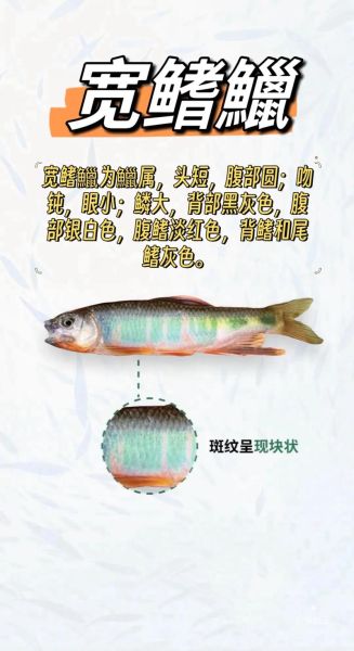 宽鳍鱲怎么钓_宽鳍鱲吃什么饵-第2张图片-山城妙识 宽鳍鱲怎么钓_宽鳍鱲吃什么饵-第2张图片-山城妙识