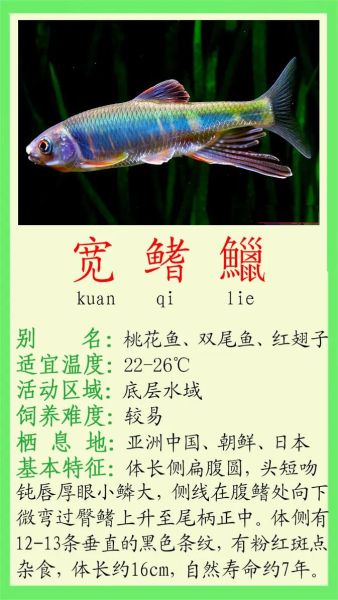 宽鳍鱲怎么钓_宽鳍鱲吃什么饵-第3张图片-山城妙识 宽鳍鱲怎么钓_宽鳍鱲吃什么饵-第3张图片-山城妙识