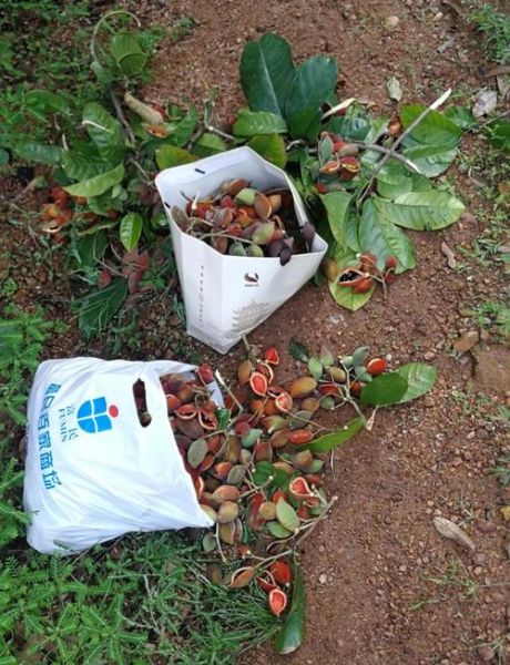 九层皮怎么保存_九层皮保存多久-第1张图片-山城妙识 九层皮怎么保存_九层皮保存多久-第1张图片-山城妙识