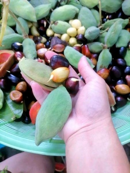 九层皮怎么保存_九层皮保存多久-第2张图片-山城妙识 九层皮怎么保存_九层皮保存多久-第2张图片-山城妙识