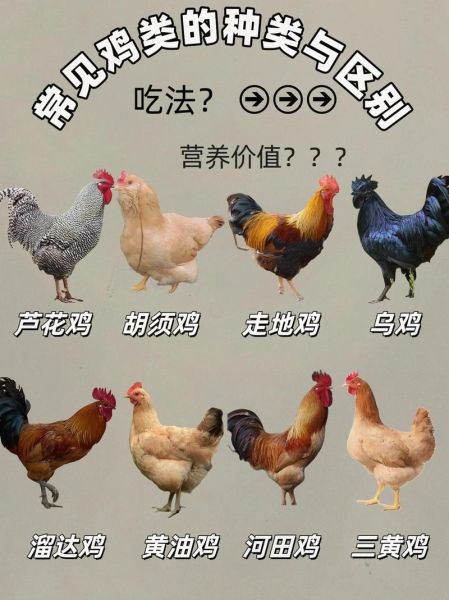 63种野生鸡有哪些_如何区分不同品种-第2张图片-山城妙识