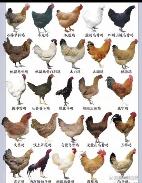 63种野生鸡有哪些_如何区分不同品种-第3张图片-山城妙识