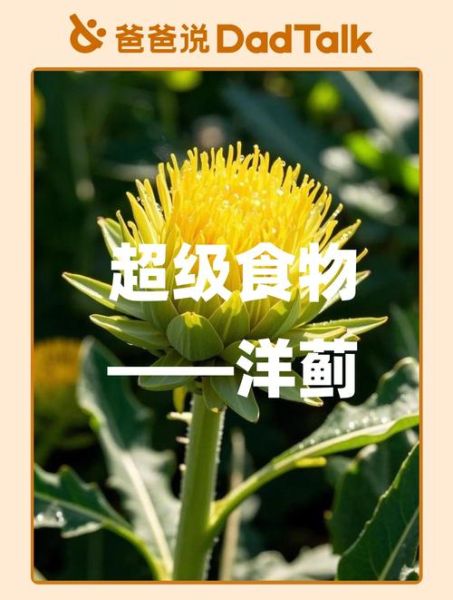 洋蓟的功效与禁忌_什么人不能吃洋蓟-第2张图片-山城妙识