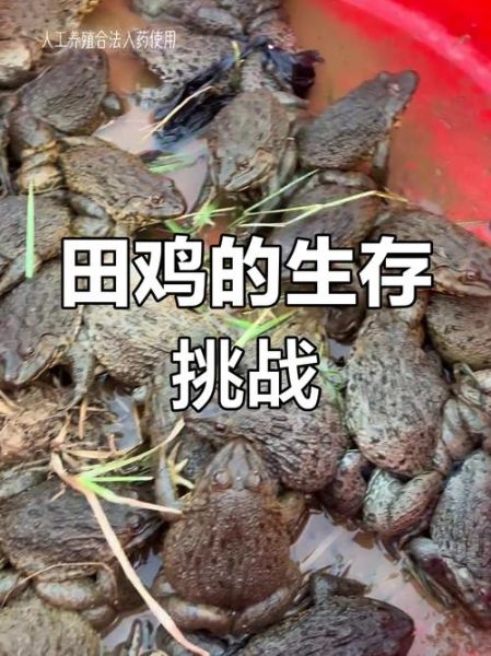 野田鸡的营养价值_野田鸡吃了有什么好处-第3张图片-山城妙识